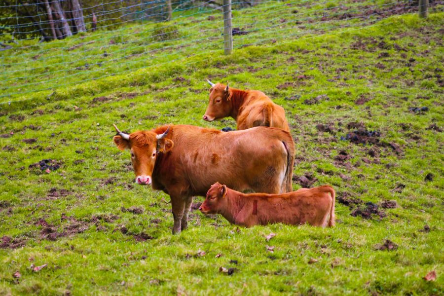 Razas de vacas españolas - ViajerosExploradores.com