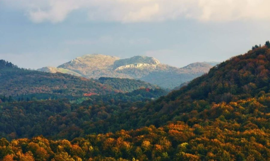 11 hayedos en España que recomendamos visitar - ViajerosExploradores.com