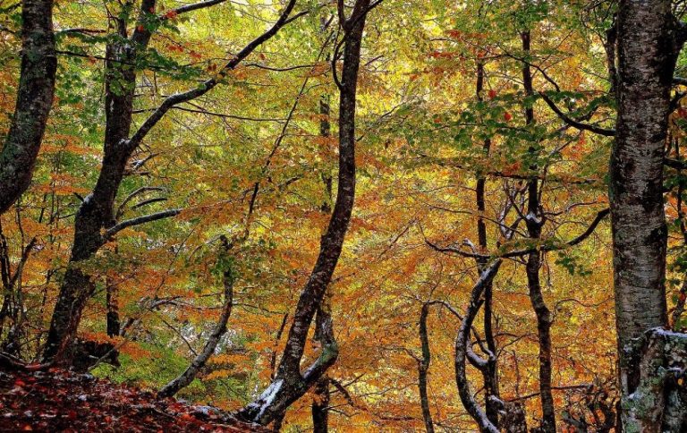 11 hayedos en España que recomendamos visitar - ViajerosExploradores.com