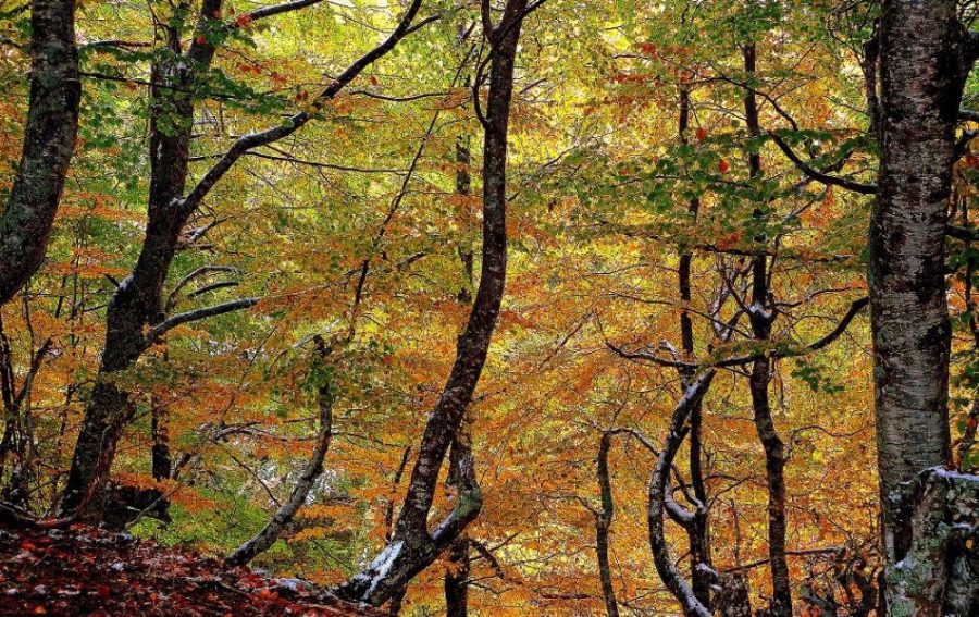 11 hayedos en España que recomendamos visitar - ViajerosExploradores.com