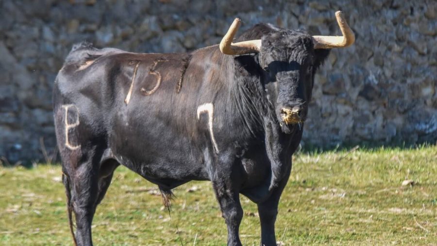 Razas de vacas españolas - ViajerosExploradores.com