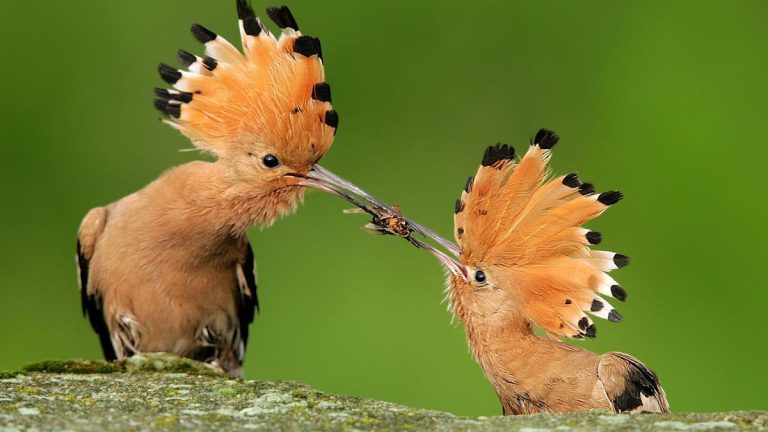 Pájaros con cresta que podemos avistar en España - ViajerosExploradores.com