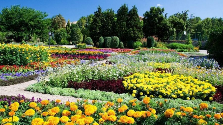 Pájaros con cresta que podemos avistar en España - ViajerosExploradores.com